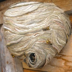 Stinging Insect Nests - Ladybug Pest Control Services