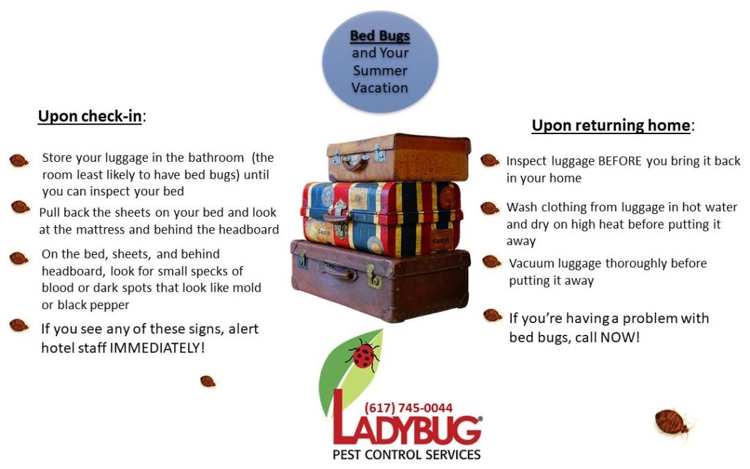It’s Bed Bug Awareness Week! - Ladybug Pest Control Services